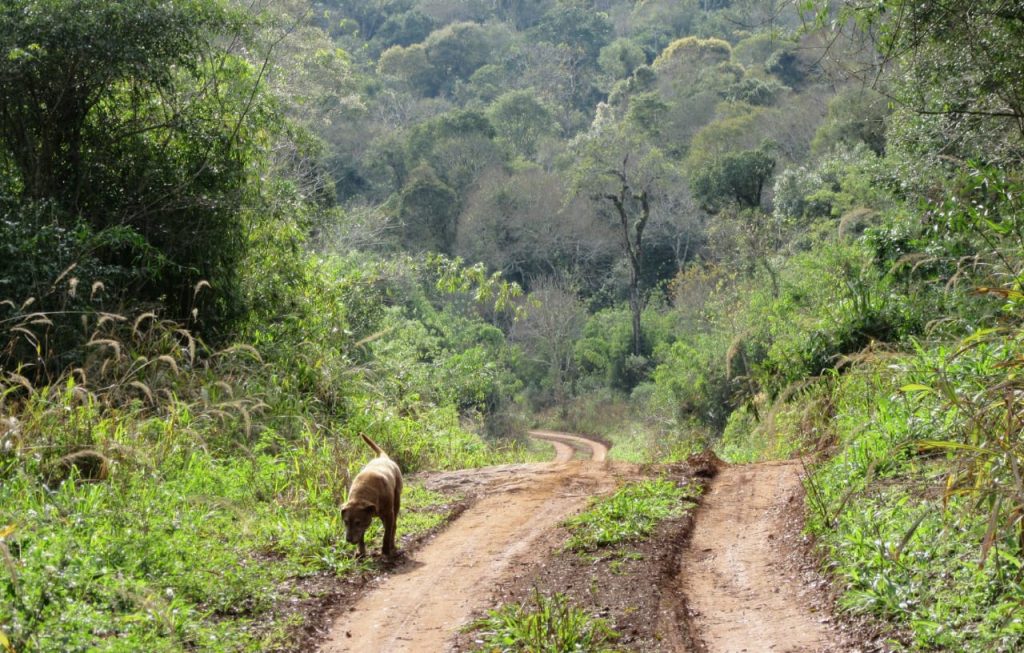 ¿QUÉ ES EL PROYECTO ZORROPITOCO? : San Pedro Online